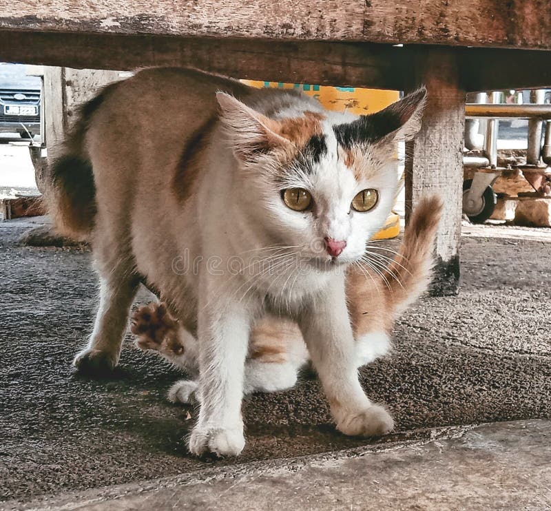 Protective mother cat stock image. Image of snout, mammal - 251082581