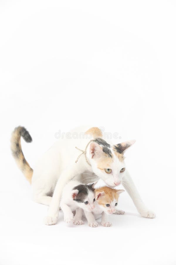 Protective Mother Goose stock photo. Image of threaten - 31614494