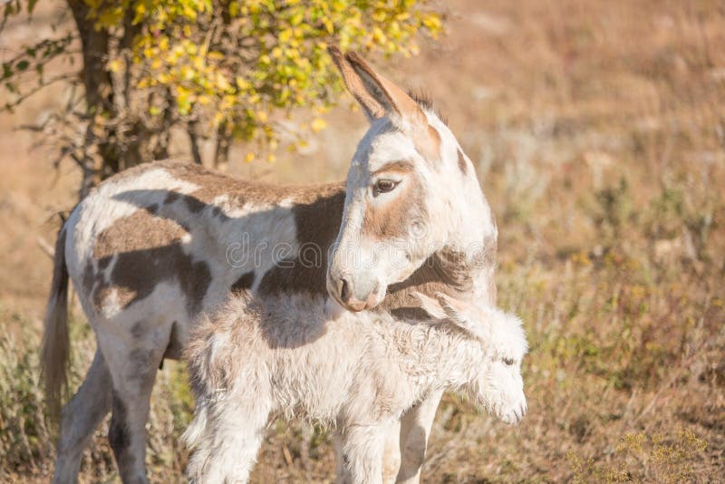 Protective mother donkey stock photo. Image of brown - 47904106