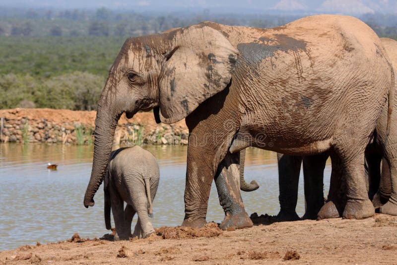 Protective mother elephant stock image. Image of pond - 9224405