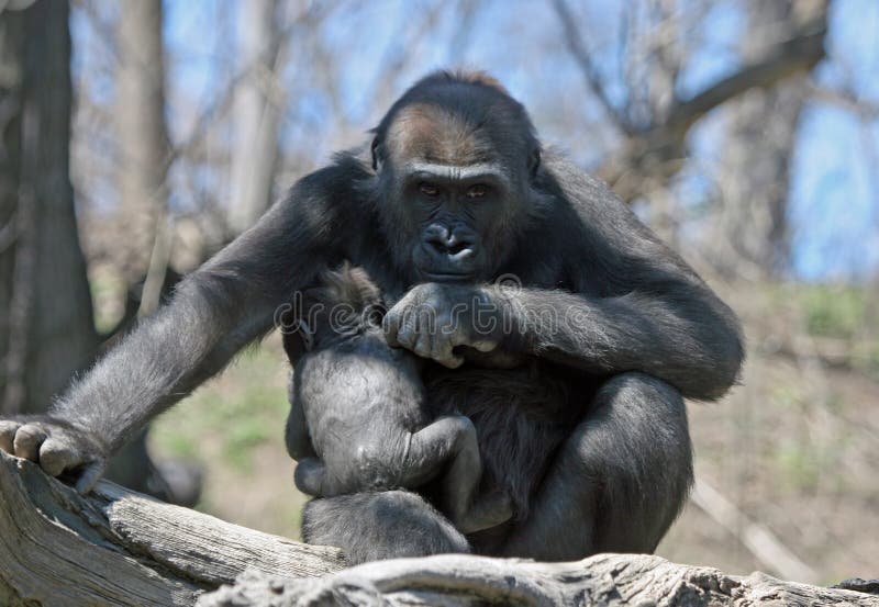 Protective Mother Gorilla stock photo. Image of animal - 662520