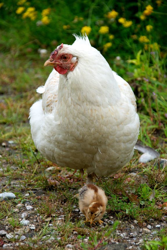 Protective Mother Hen stock image. Image of farm, animal - 21601689