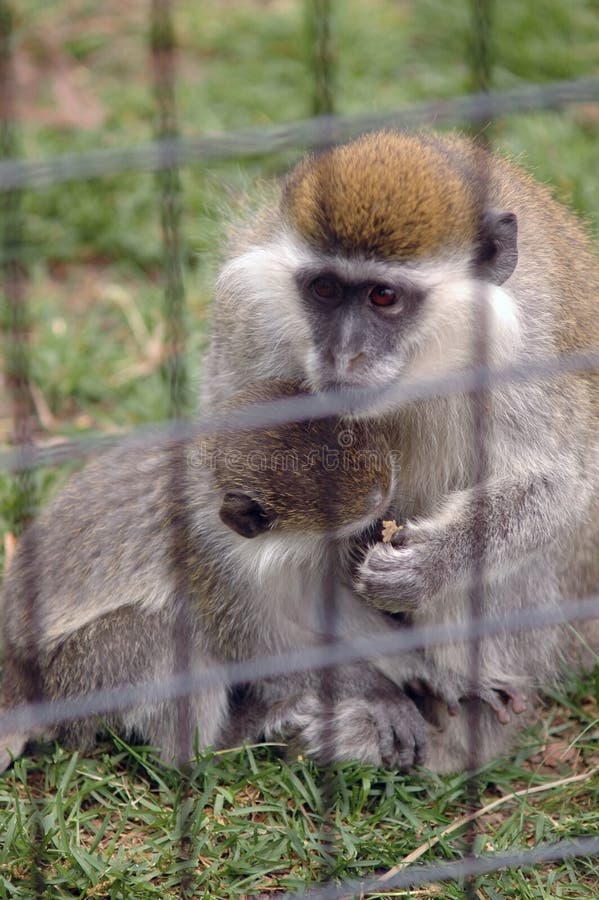 Monkey Picture. Image: 7866754