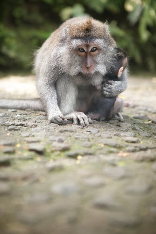 Protective Mother Protects Her Baby in Monkey Forest Stock Image ...