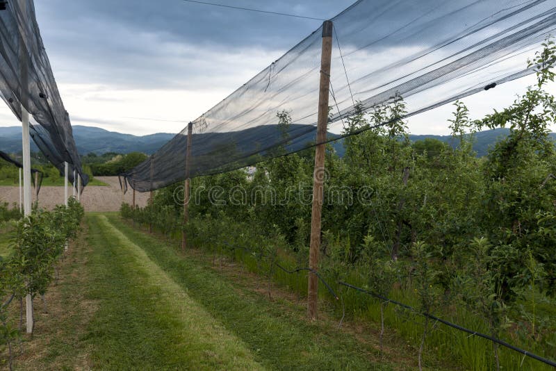 Protective Net in the Apple Orchard Stock Image - Image of orchard ...