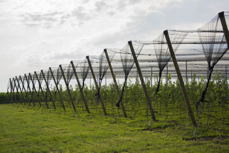 Protective Nets on a Apple Trees Stock Photo - Image of farming ...