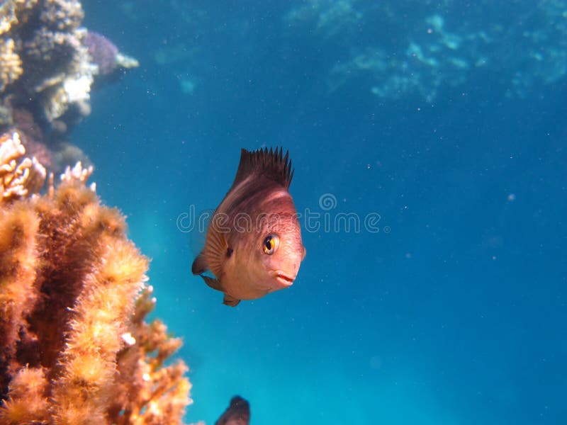The Protector stock image. Image of marine, coral, eyes - 27635723