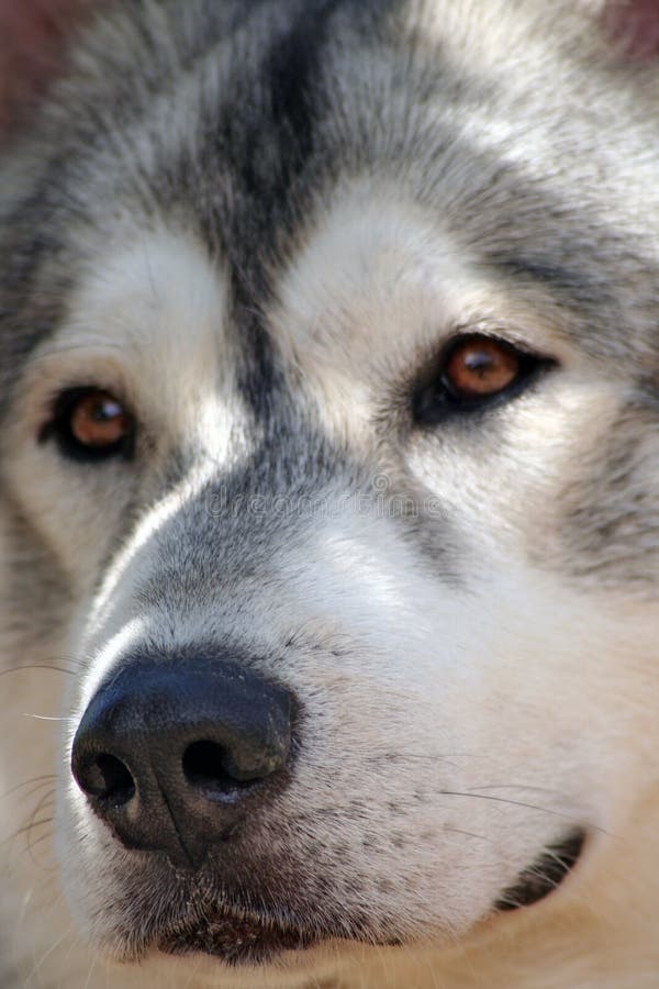 Protector del perro foto de archivo. Imagen de seguridad - 791936