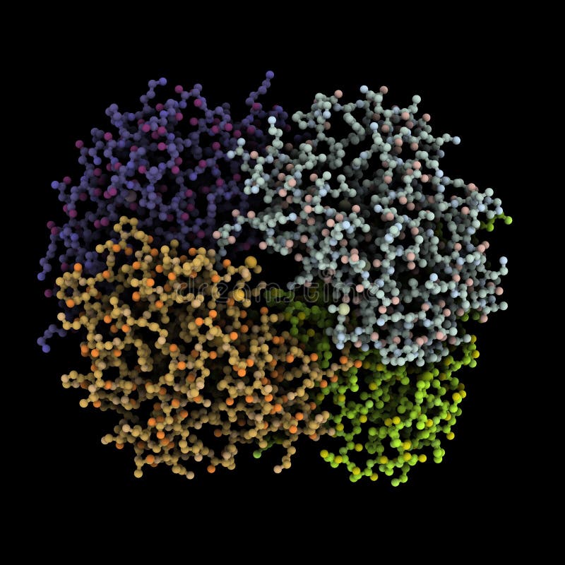 AP-2 Complex Subunit Alpha-2, A Protein That In Humans Is Encode Stock ...