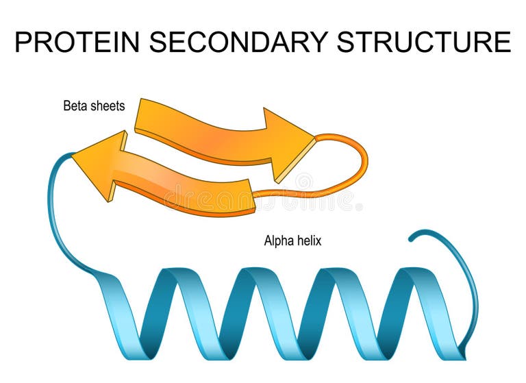 Protein Secondary Structure. Beta Sheets and Alpha Helix Stock ...