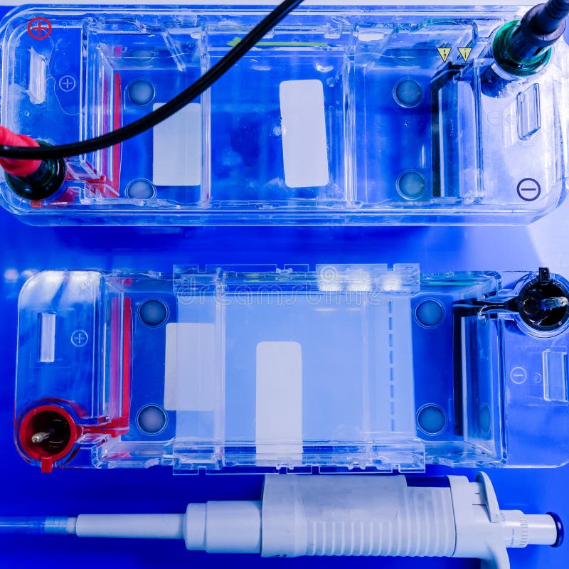 Protein Separation on Gels in a Electrophoresis Chambers. Concept of ...