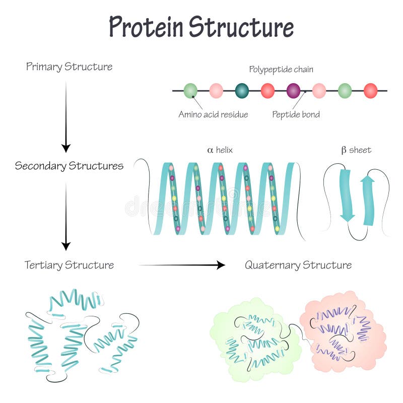 Vector Illustration Diagram of the Different Types of Protein ...