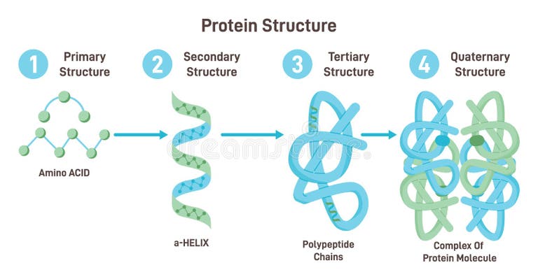 Quaternary Protein Stock Illustrations – 320 Quaternary Protein Stock ...