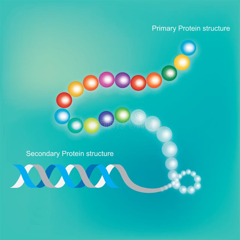 Protein Structure Levels From Amino Acid To Alpha Helix Beta Sheet Peptide And Protein