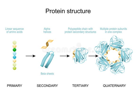 Protein Structure. Vector Poster for Infographics Stock Vector ...