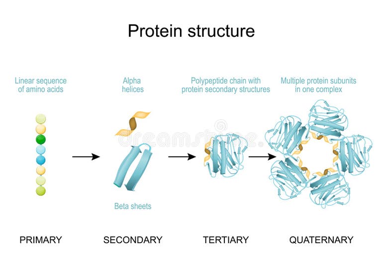 Alpha Helices Stock Illustrations – 77 Alpha Helices Stock ...