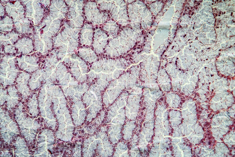 Protein tissue stock photo. Image of macro, albuminous - 196731776