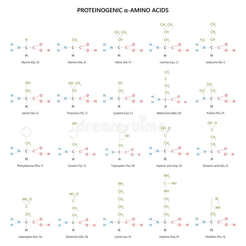20 Proteinogenic ?-amino Acids. Structural Formulas. Stock Vector ...