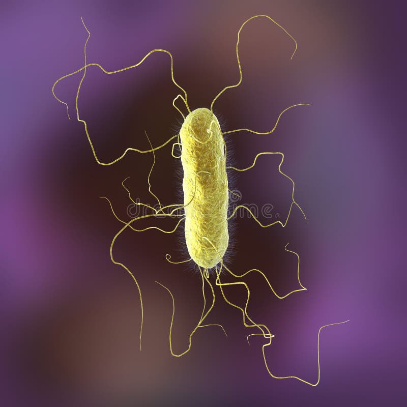Proteus infection - sandjuja