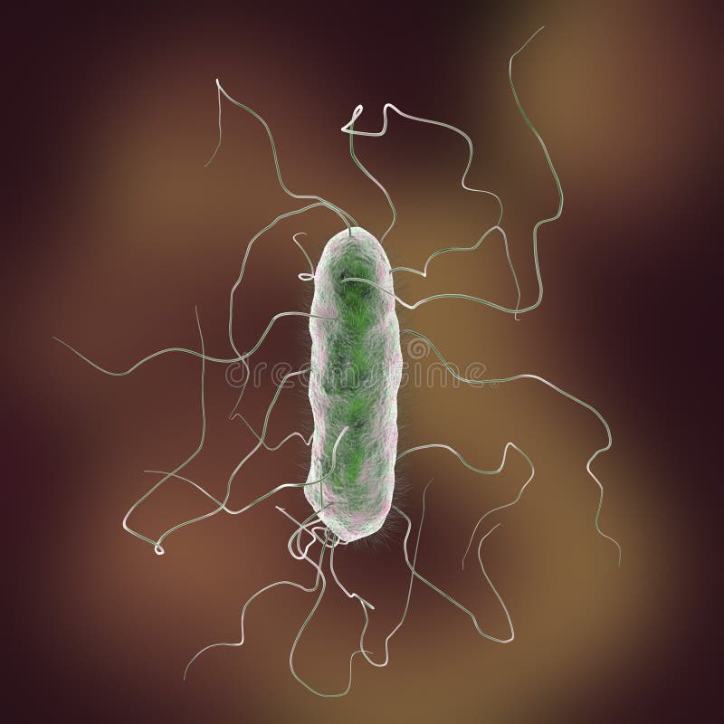 Proteus Mirabilis Bacterium Stock Illustration - Illustration of ...