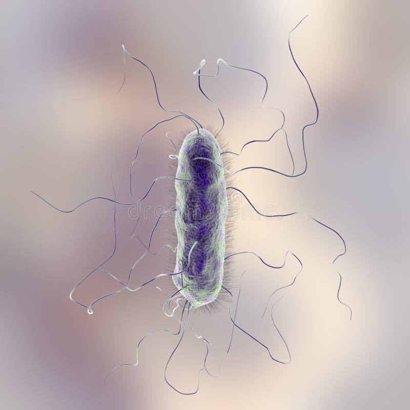 Proteus Mirabilis Bacterium Stock Illustration - Illustration of ...