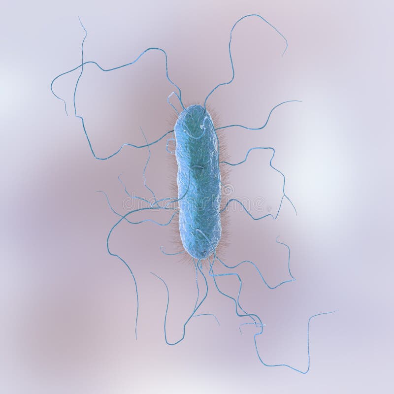 Proteus vulgaris bacterium stock illustration. Illustration of life ...