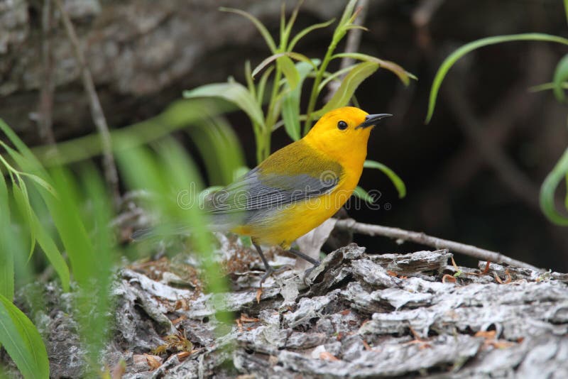 Prothonotary Warbler - Protonotaria Citrea Small Yellow Songbird of the ...