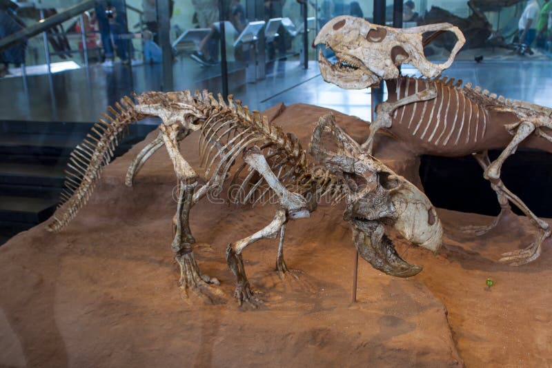 Protoceratops in Museo Americano Di Storia Naturale Fotografia Stock ...