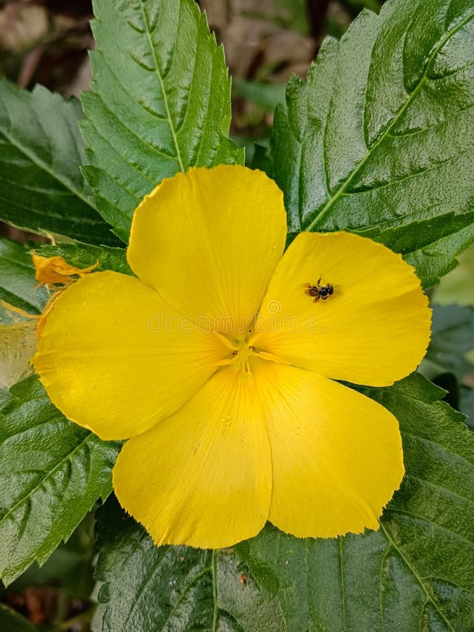 Protocooperation. stock image. Image of beings, living - 240510127