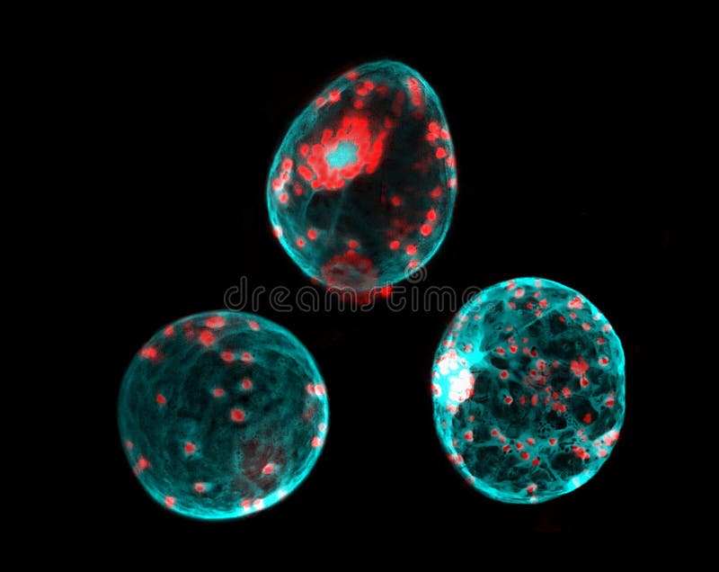 Protoplastos Fotos de stock - Fotos libres de regalías de Dreamstime