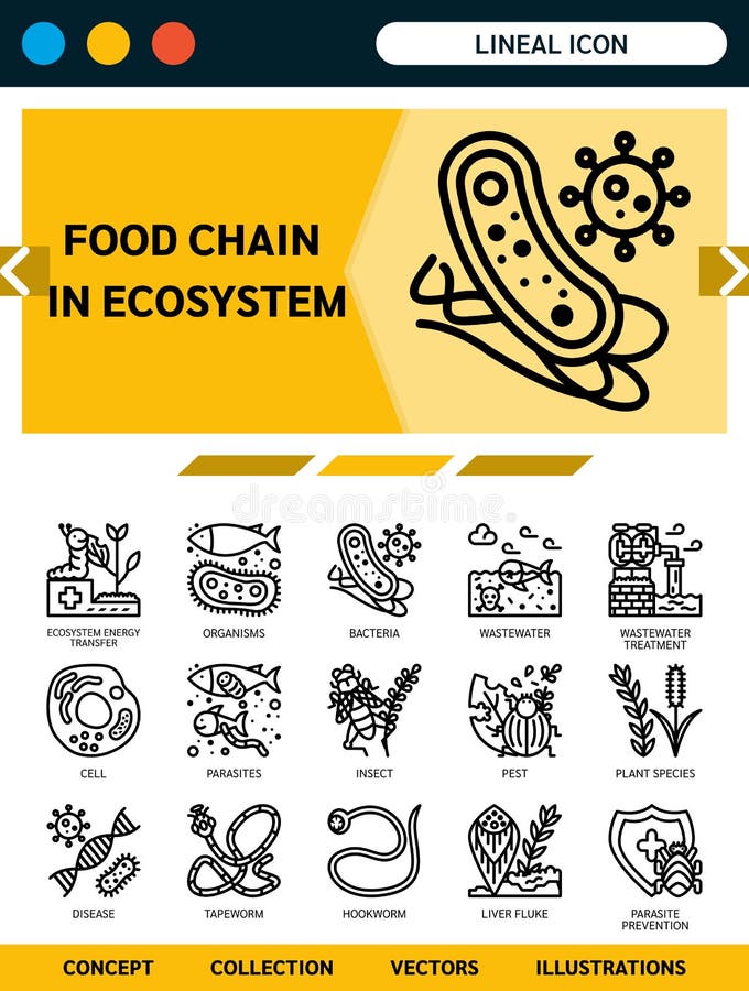 Food chain lineal icons. stock vector. Illustration of species - 258071140