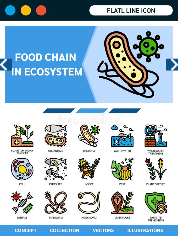 Food Chain Icons Set Flat Line Style Stock Vector - Illustration of ...