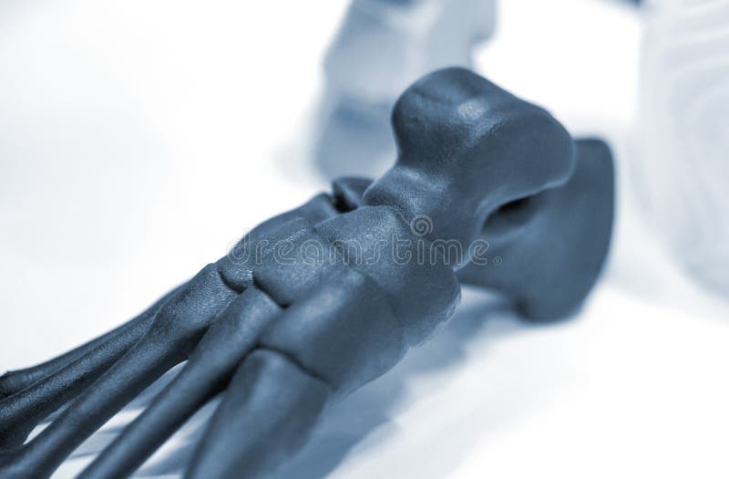 Prototype Human Foot Skeleton Printed on 3D Printer. Model Printed on ...