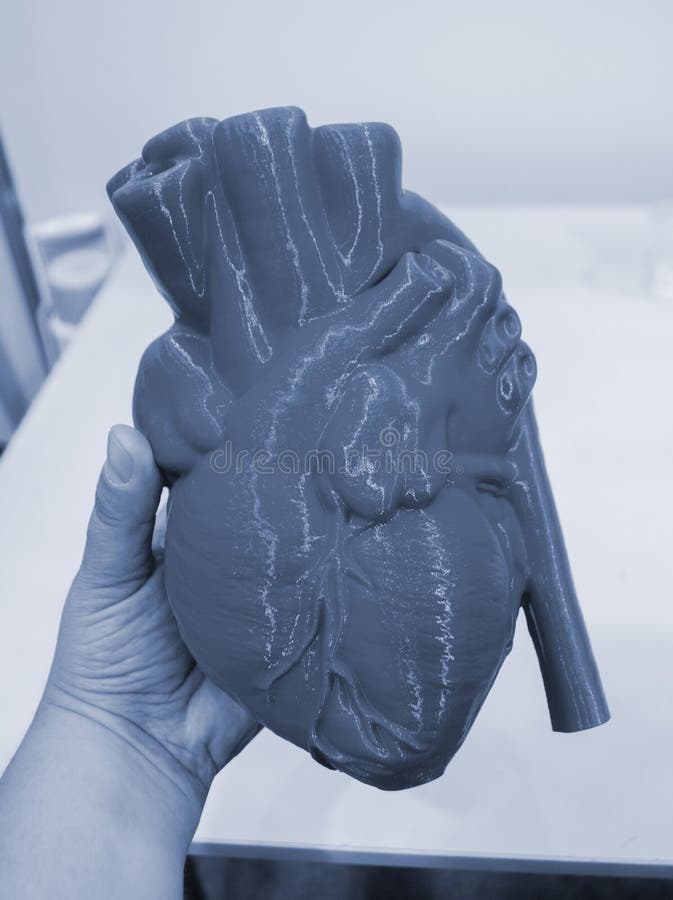 Prototype of Human Heart Printed on 3D Printer from Plastic on a Human ...