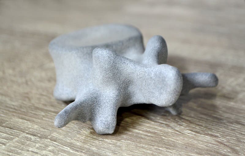 Prototype Human Spine Bone Printed on 3D Printer. Model Printed on 3D ...