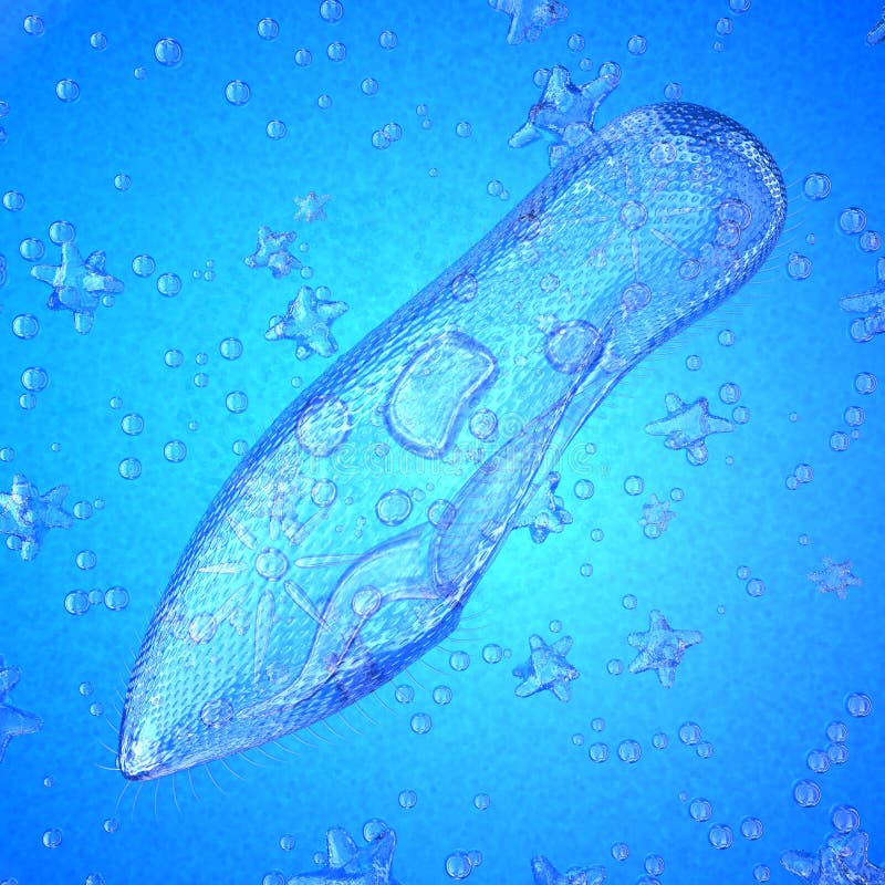 Protozoa Ciliates. 3d Illustration Stock Illustration - Illustration of ...