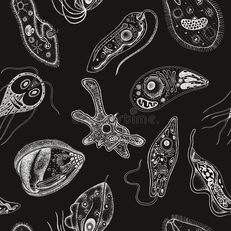Protozoa Monochrome Vector Seamless Pattern Stock Vector - Illustration ...