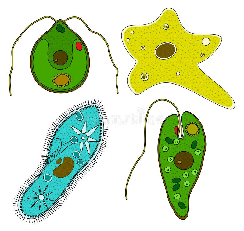 Protozoaires illustration de vecteur. Illustration du illustration ...