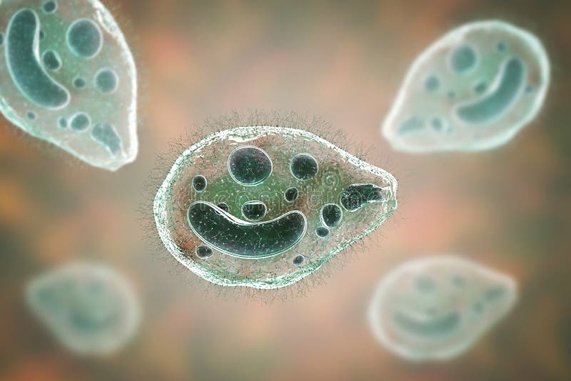 Protozoon Balantidium Coli Im Dickdarm Stock Abbildung - Illustration ...