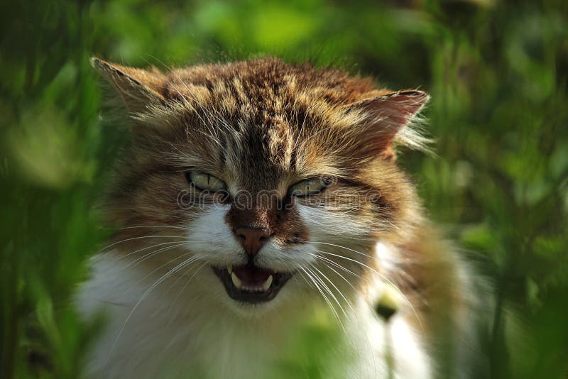 A Protracted Photo of a Disgruntled Fluffy Cat Stock Image - Image of ...