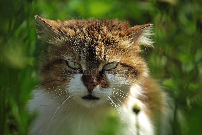 A Protracted Photo of a Disgruntled Fluffy Cat Stock Photo - Image of ...