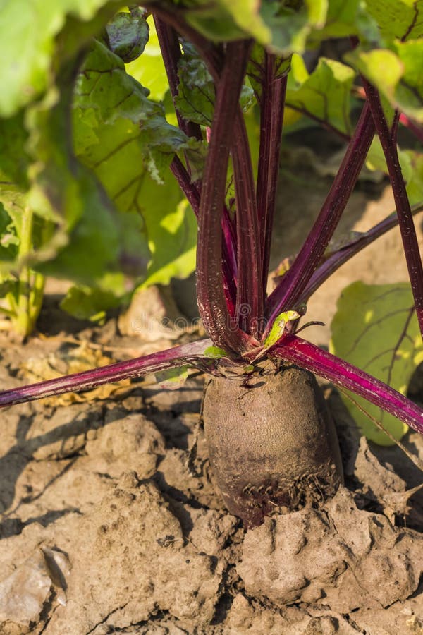 Protruding Red Beet Root from the Ground in the Garden Stock Photo ...