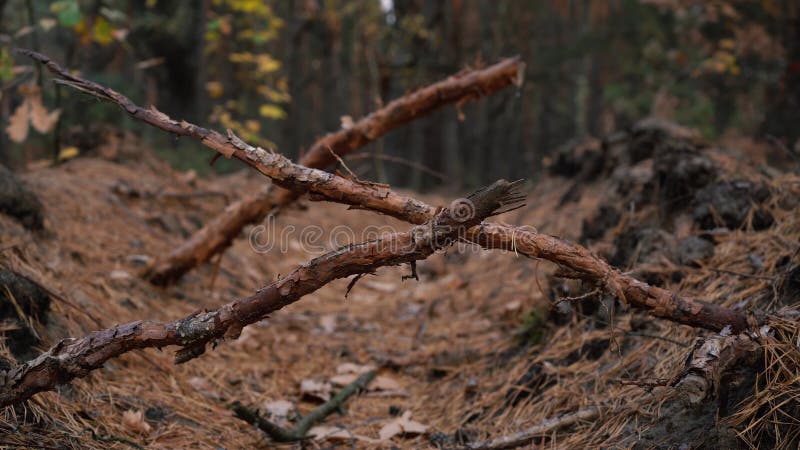Protruding Tree Roots Close Up Stock Footage - Video of outdoor, ground ...