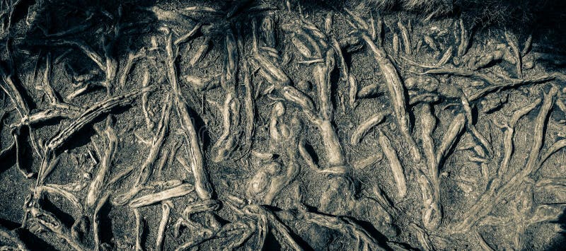 The Protruding Tree Roots on a Dry Mountain Path Stock Photo - Image of ...