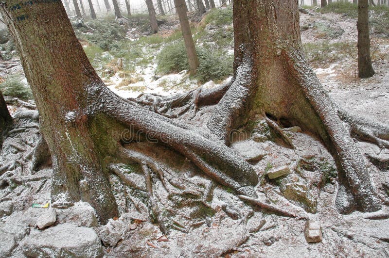 The Roots of the Tree are Covered with a Thin Layer of Snow. Stock ...