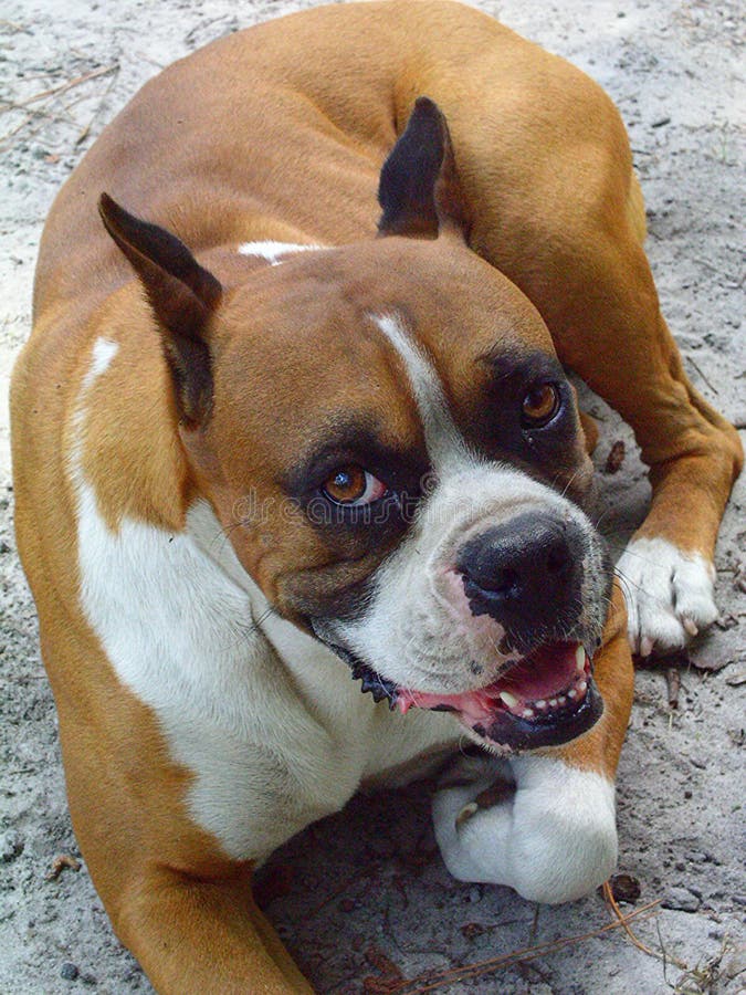 Perro del boxeador imagen de archivo. Imagen de lindo - 10882753
