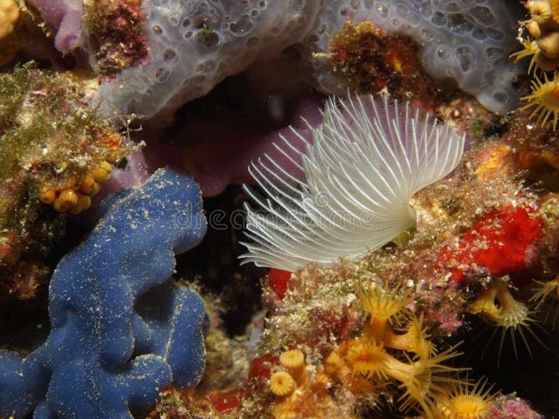 Protula stock photo. Image of lobularis, marine, pattern - 12575754