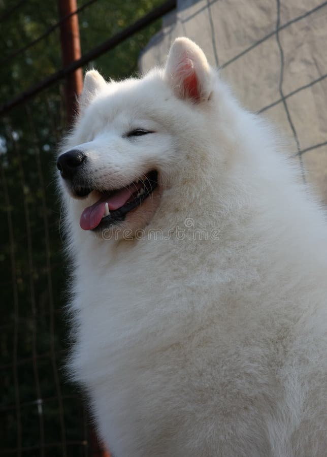 Alaskan Samoyed Puppy stock photo. Image of samoyed, beauty - 359566