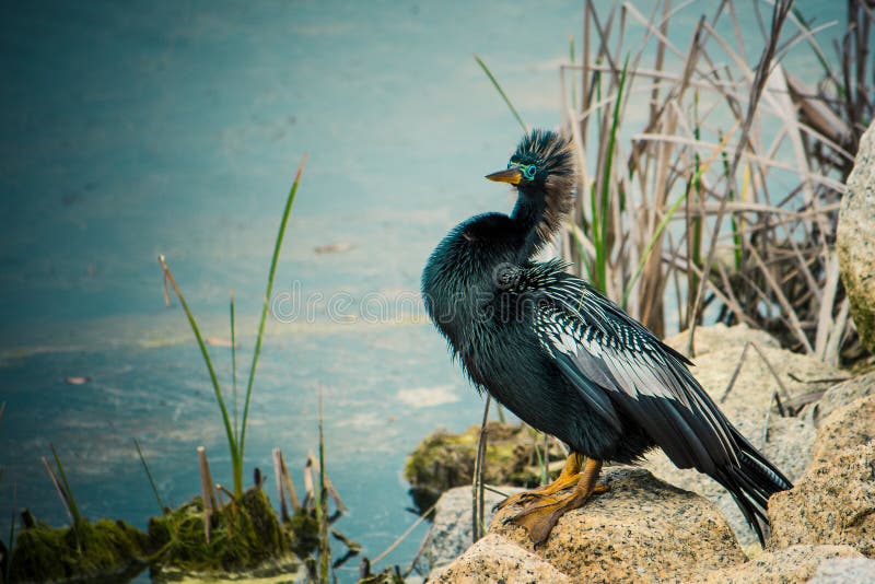 Proud Anhinga stock image. Image of strut, nature, black - 39945395