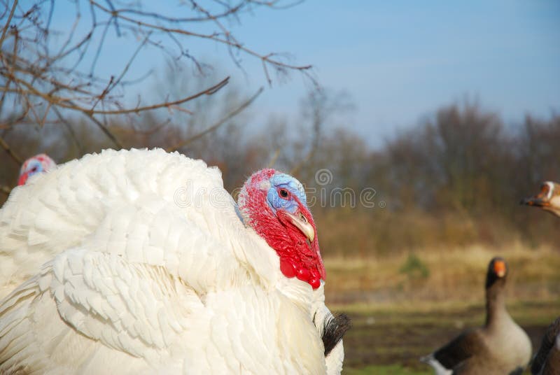 Proud as a turkey stock photo. Image of yellow, chick - 1960368